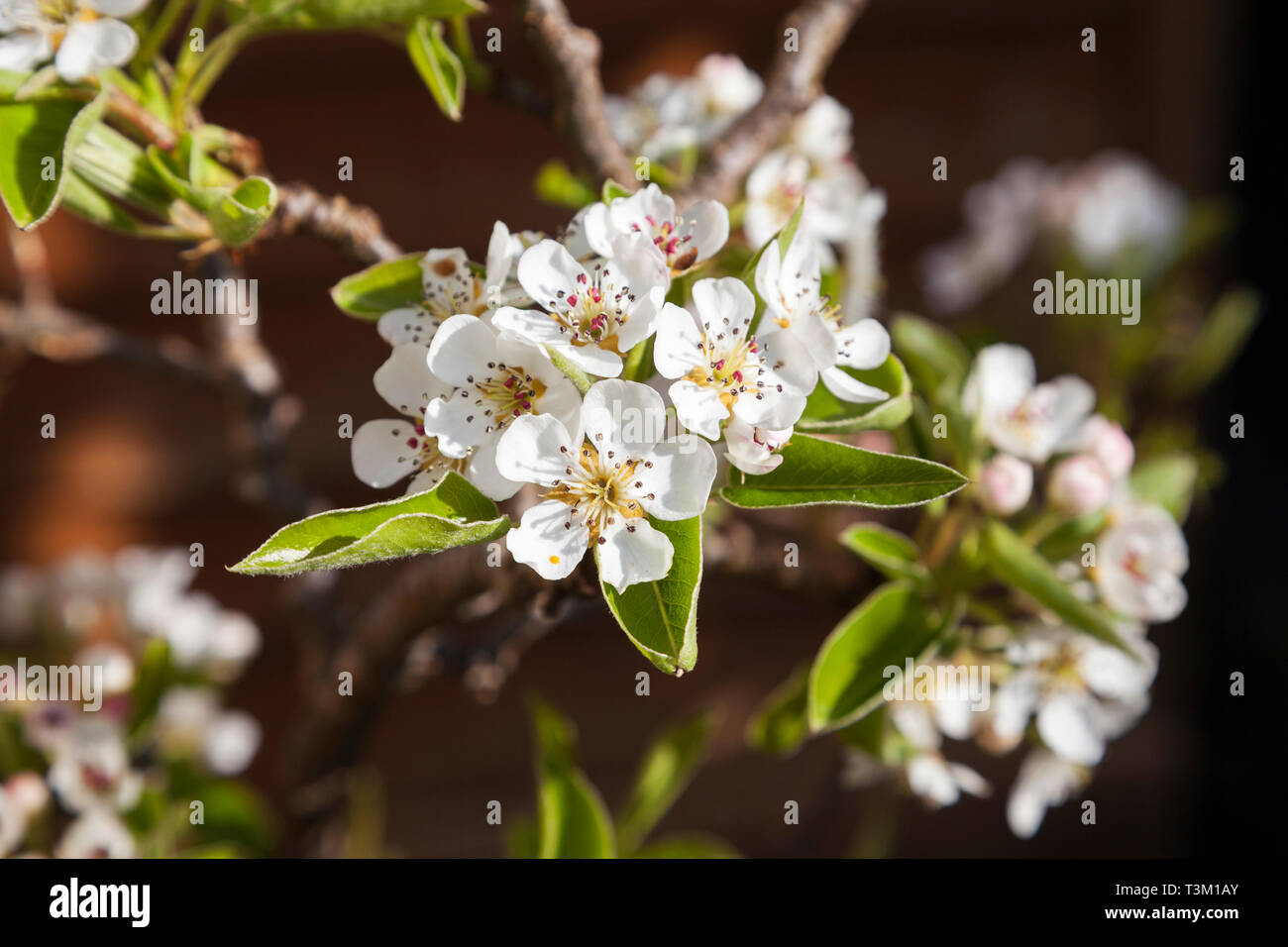 Conference pear tree hi-res stock photography and images - Alamy