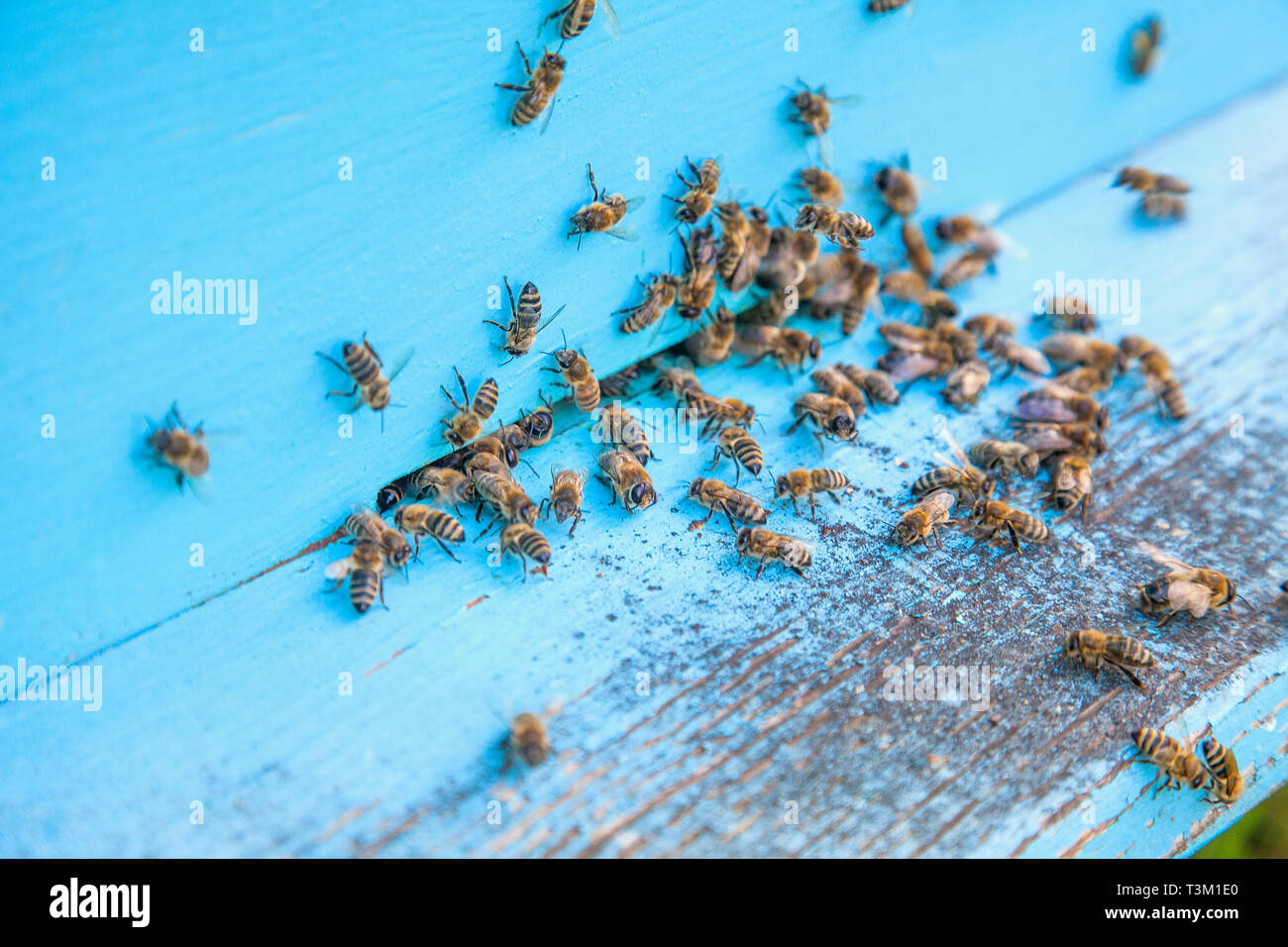 Plenty of bees at the entrance of beehive in apiary. Busy bees, close ...