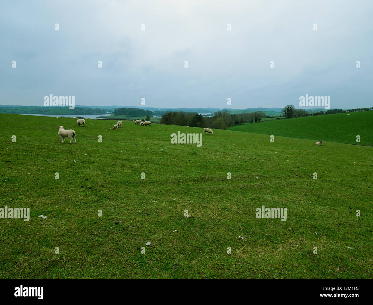 Wide angle view beautiful sheep hi-res stock photography and images - Alamy