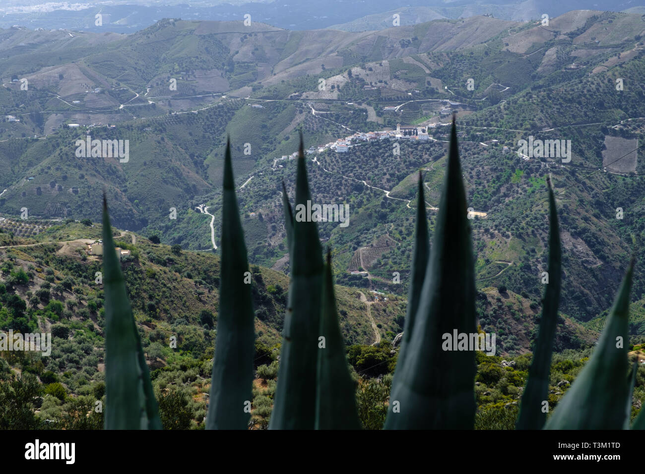 Giant agave hi-res stock photography and images - Alamy
