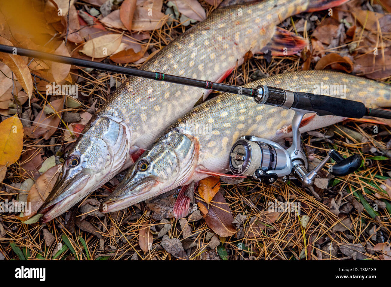 Fishing concept, trophy catch - two big freshwater pikes fish know as ...