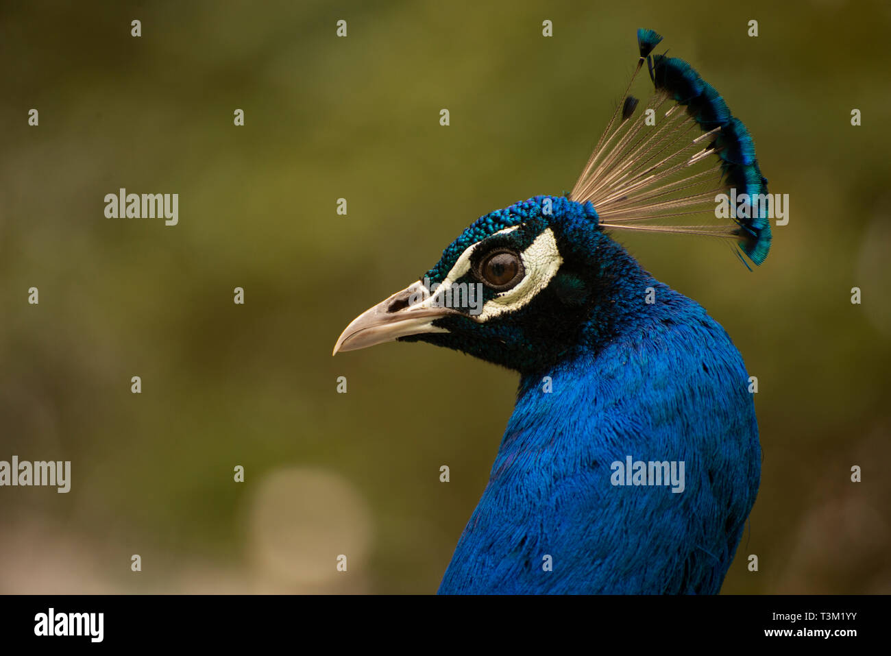 National bird of india hi-res stock photography and images - Alamy