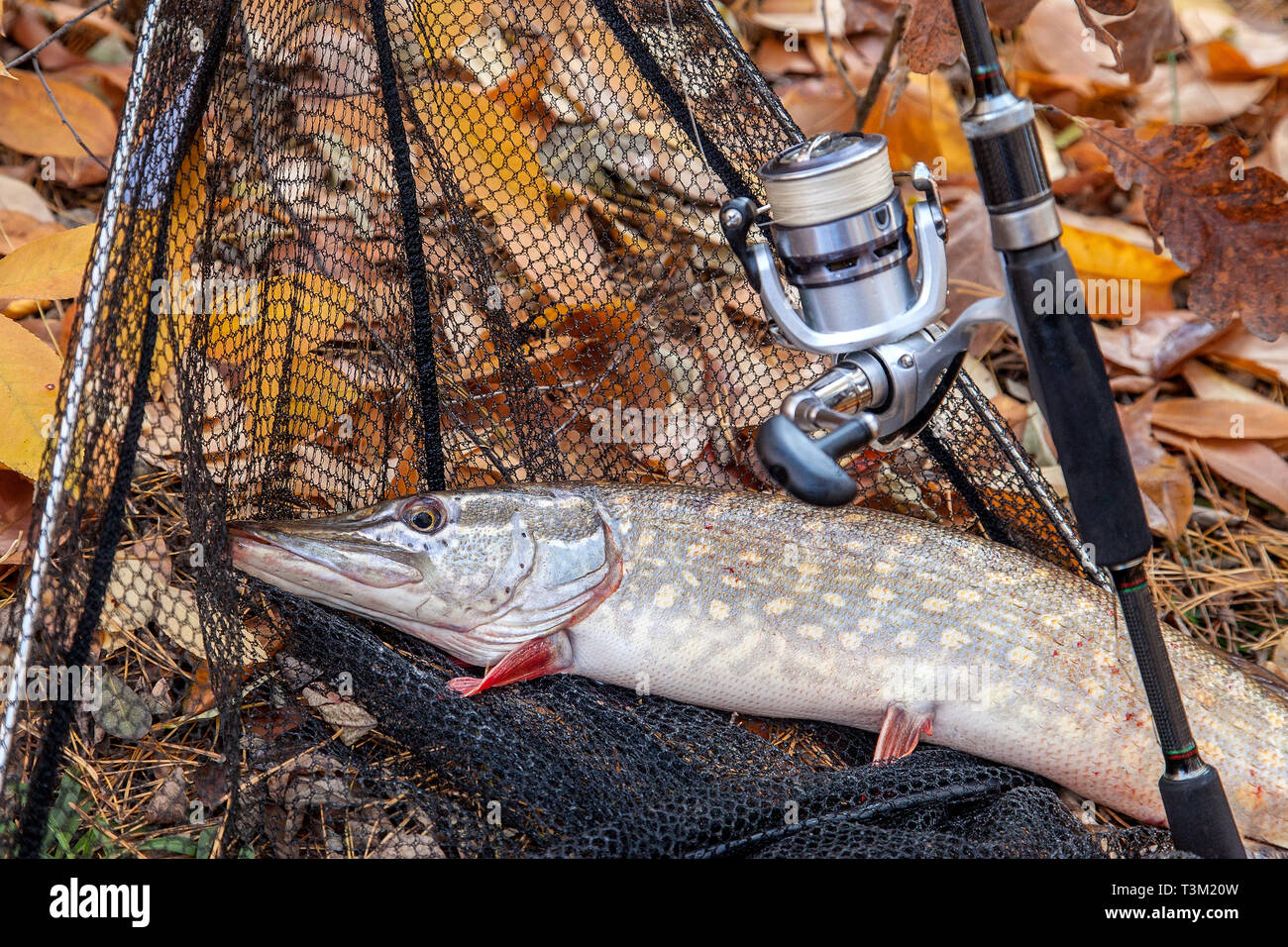 Fishing concept, trophy catch - big freshwater pike fish know as Esox ...