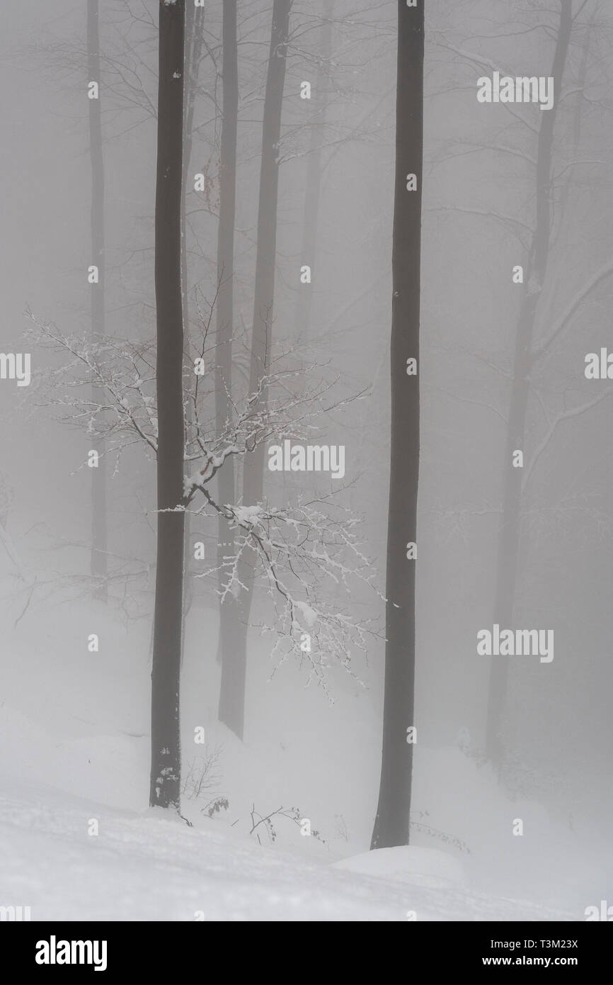 Foggy day hike hi-res stock photography and images - Alamy