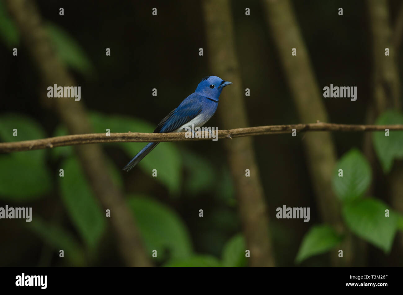 Male Black-naped monarch perching on tree branch (Hypothymis azurea ...