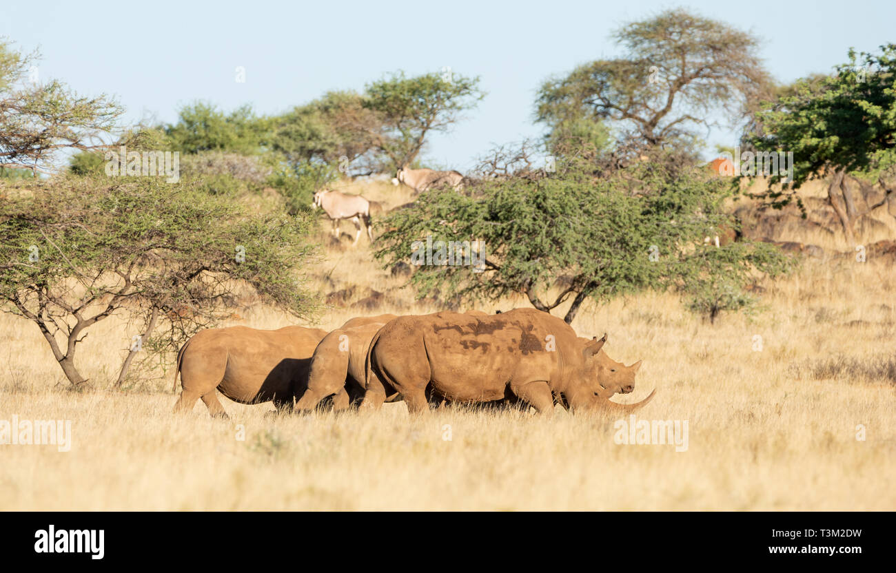 Rhino group hi-res stock photography and images - Alamy