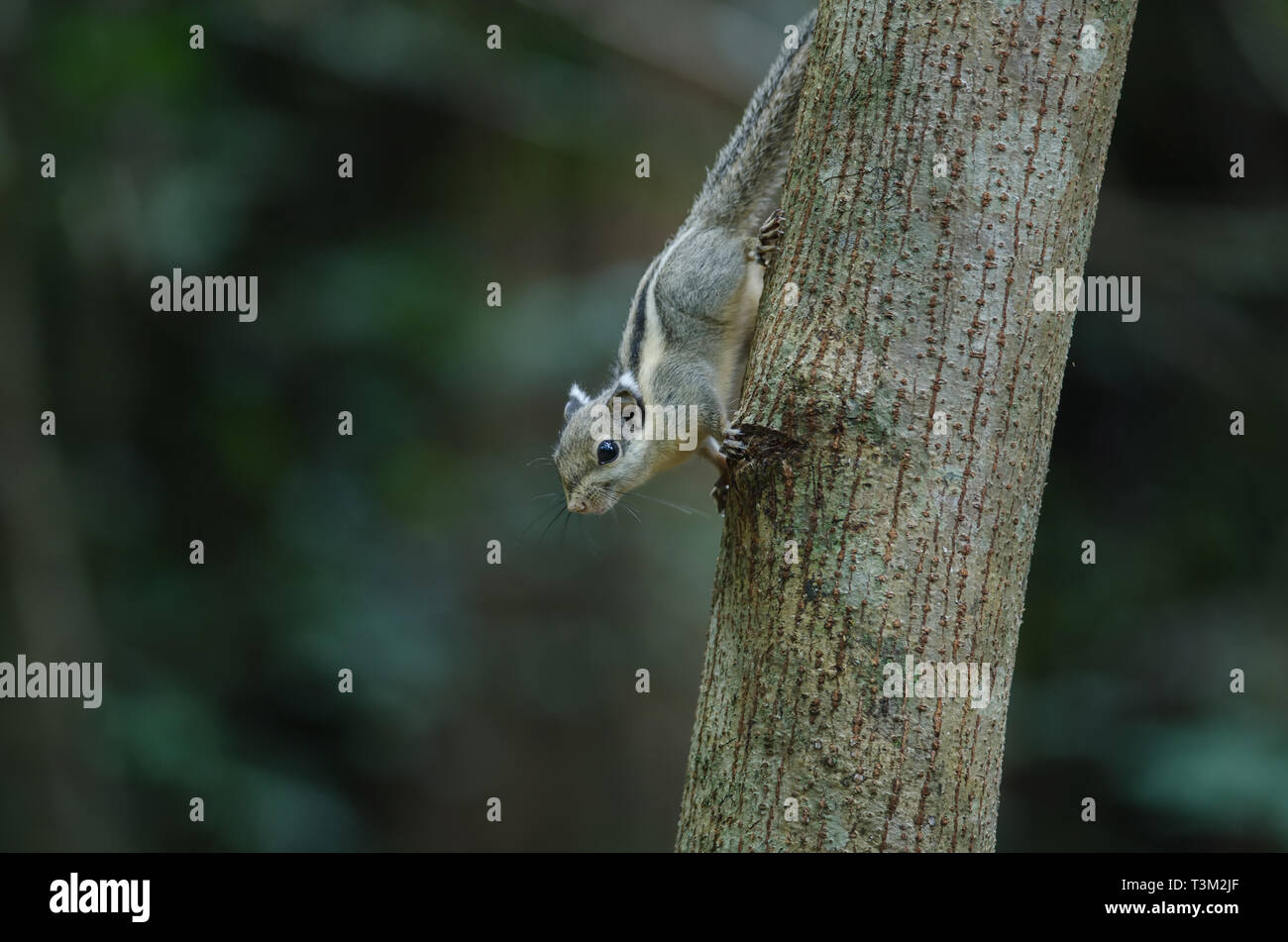 Burmese squirrel hi-res stock photography and images - Alamy