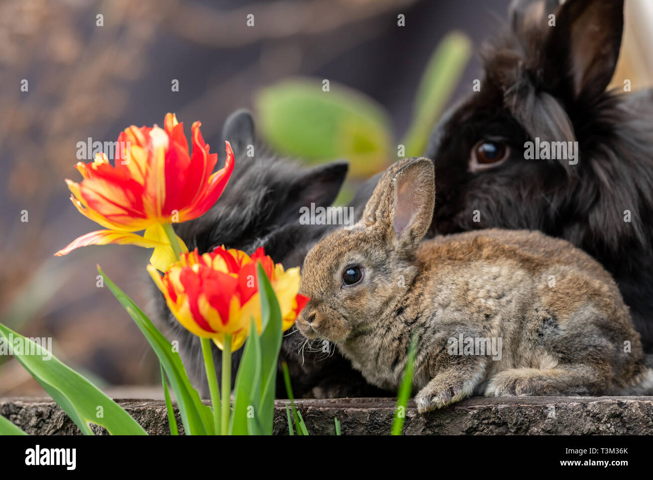 Mother rabbit hi-res stock photography and images - Alamy