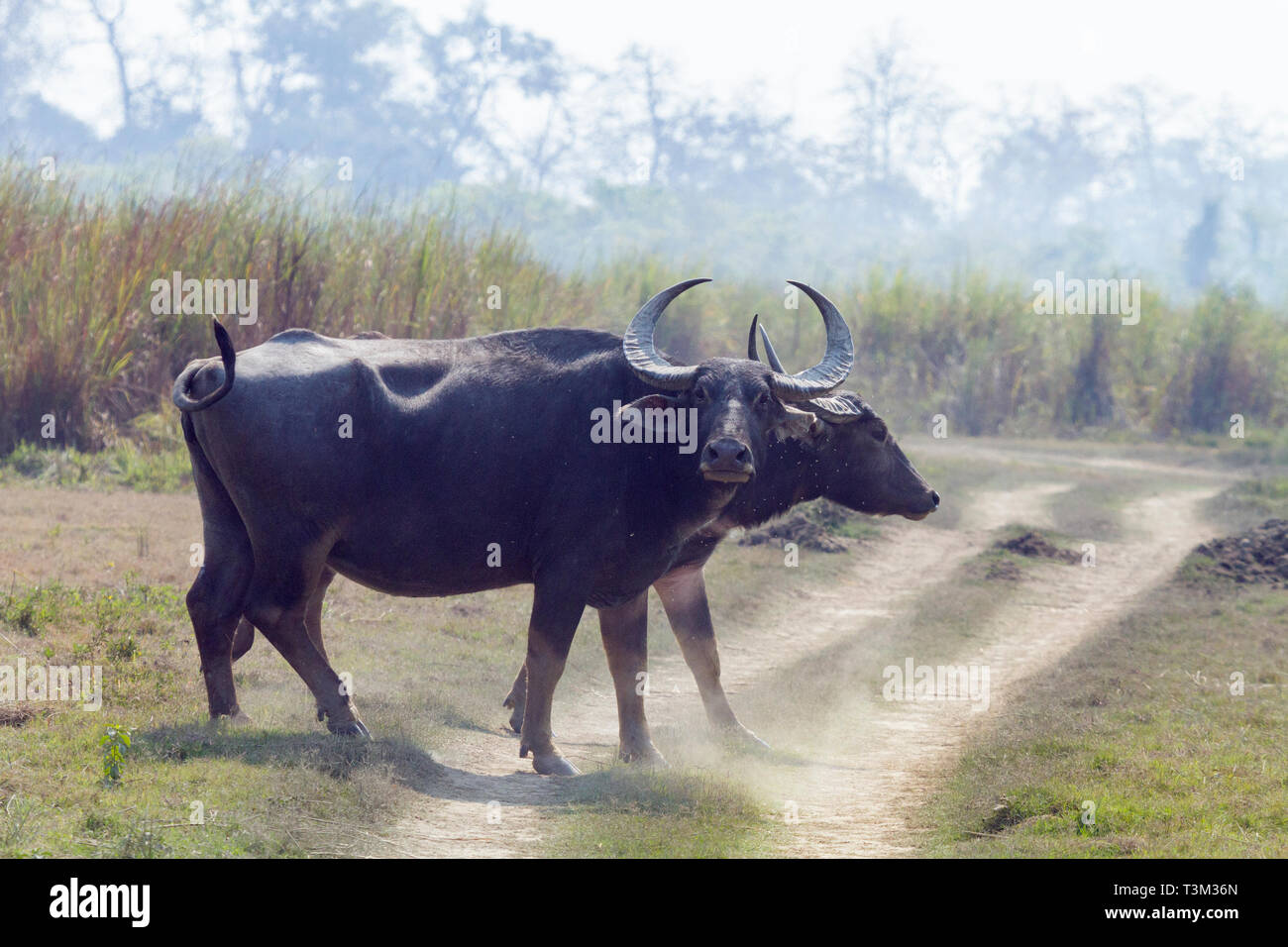 Asian Water Buffalo (Bubalus bubalis) at Kaziranga National Park Assam ...