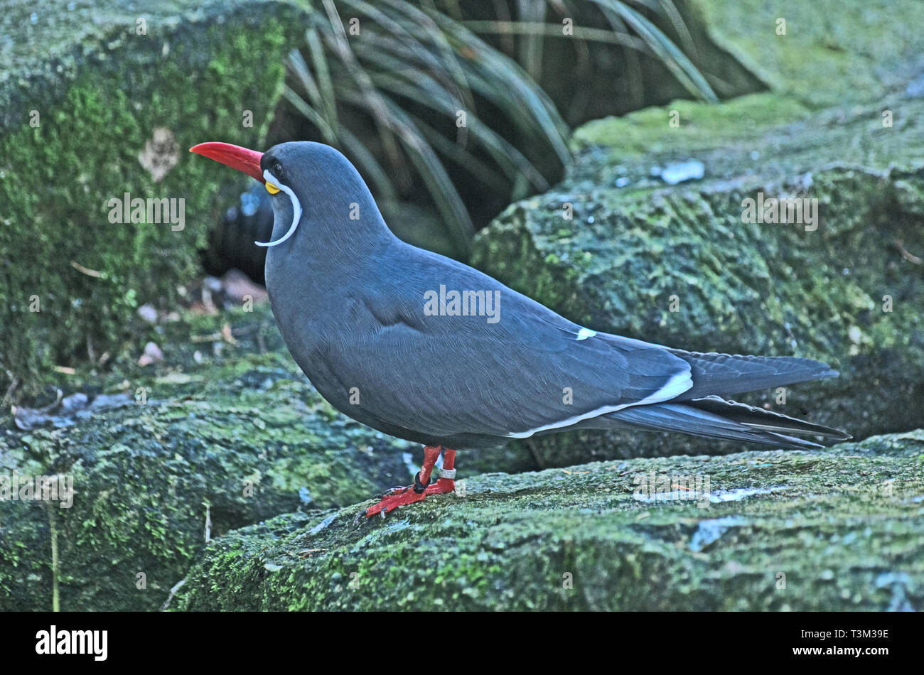 INCA TERN Inca Larosterna South America Captive Stock Photo - Alamy