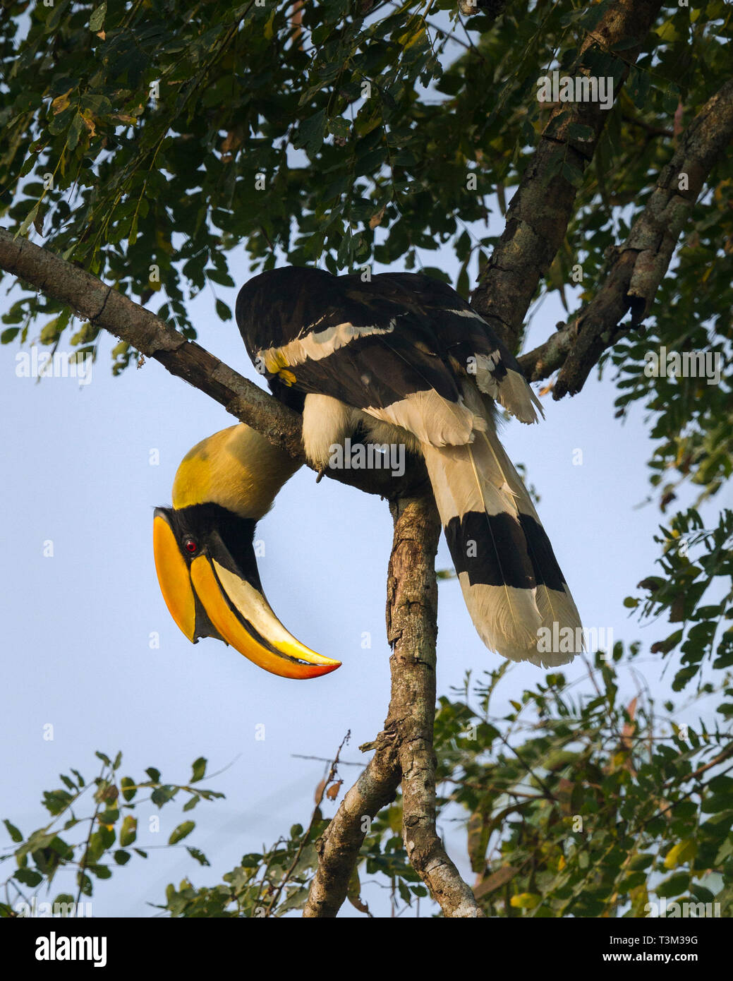 Great Indian Hornbill or Buceros bicornis at Kaziranga National Park ...