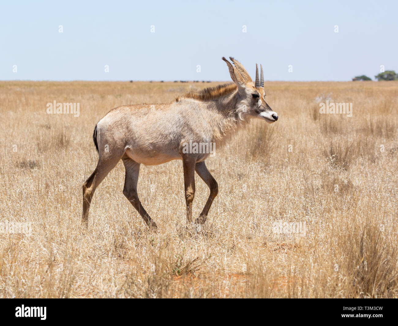 A Roan antelope in Southern African savanna Stock Photo - Alamy