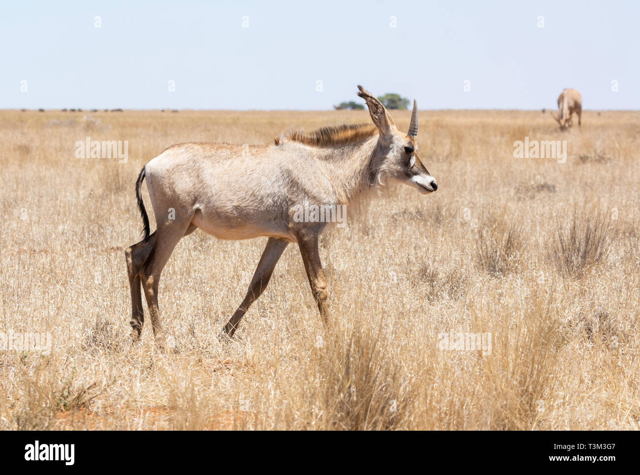 A Roan antelope in Southern African savanna Stock Photo - Alamy
