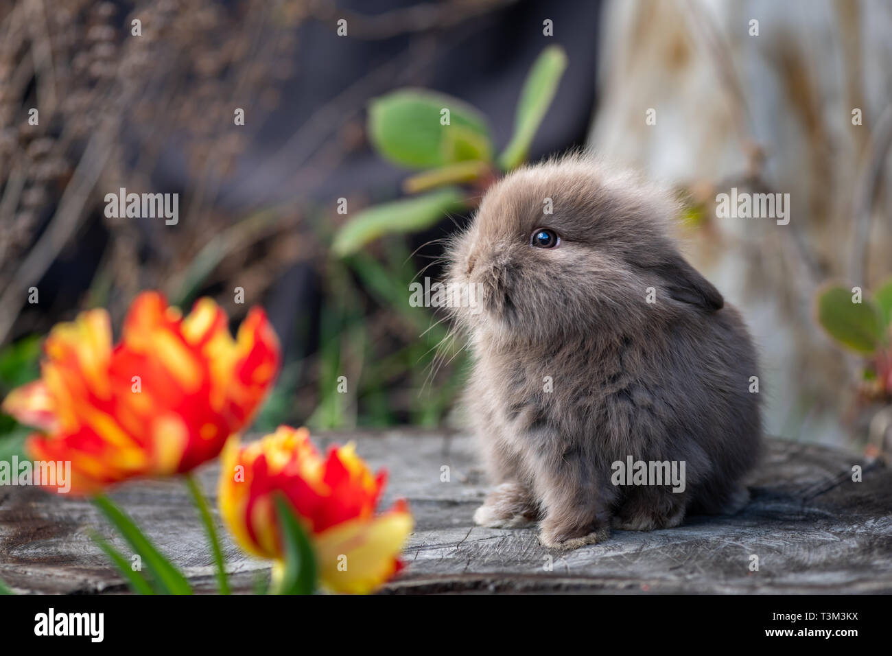 A young rabbit sitting on a tree stump on a sunny day in spring ...