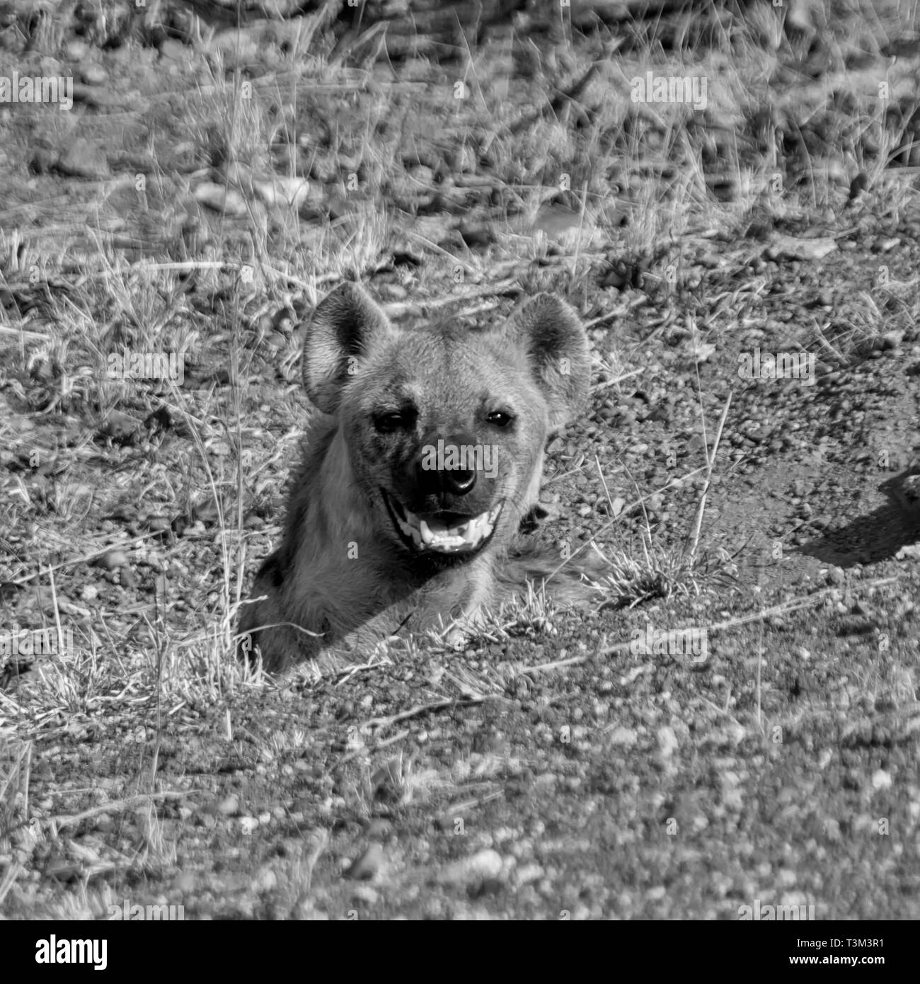 An adult spotted Hyena peering from a den in Southern African savanna ...