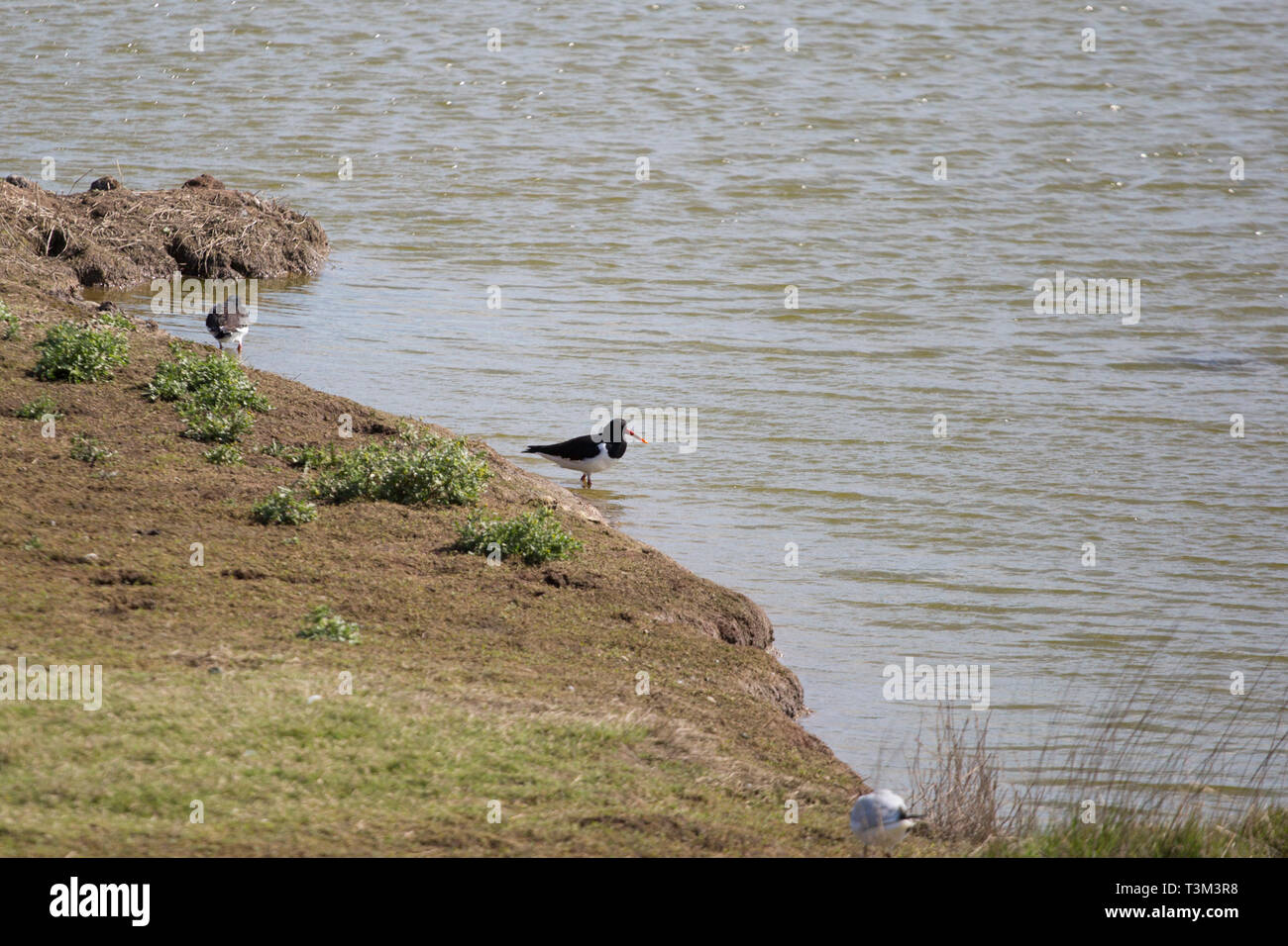 Oyster Catcher at the edge of water in Upton Warren, England Stock ...