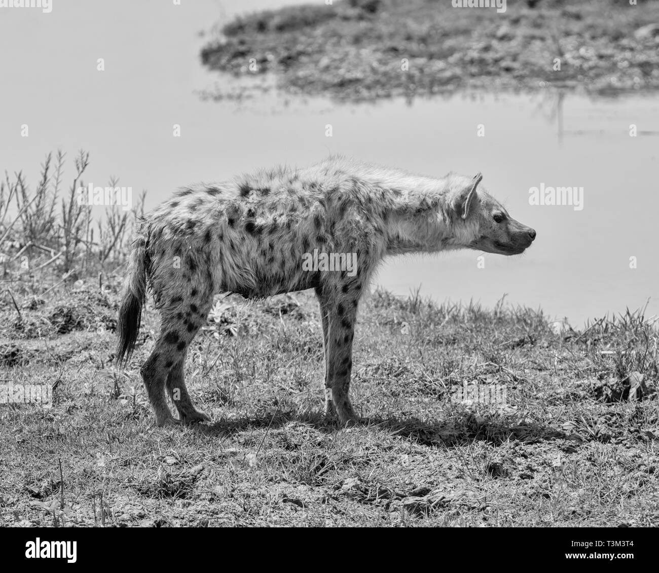 An adult Spotted Hyena standing on a riverbank in Southern African ...