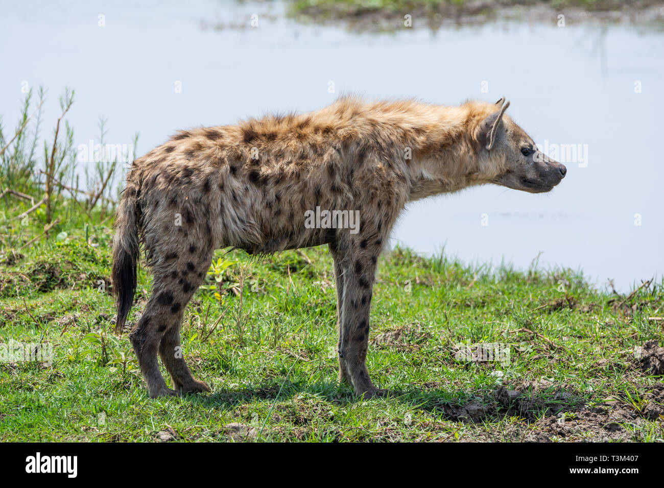 Spotted hyena crocuta crocuta standing in grass hi-res stock ...
