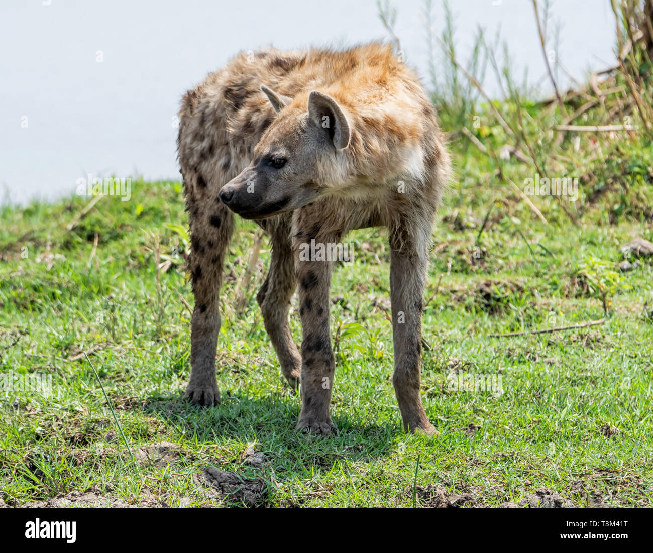 An adult Spotted Hyena standing on a riverbank in Southern African ...