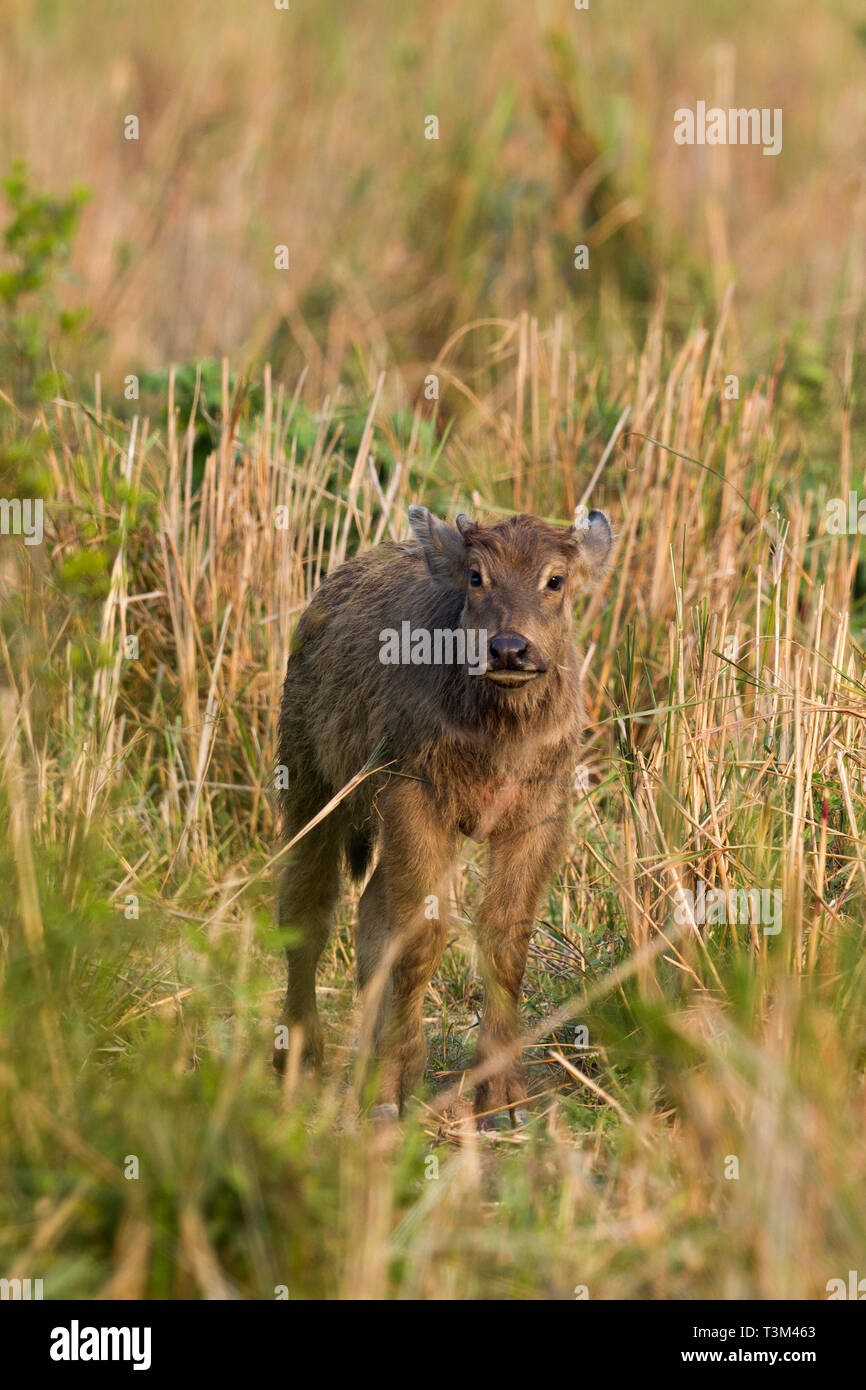 Asian Water Buffalo (Bubalus bubalis) baby at Kaziranga National Park ...