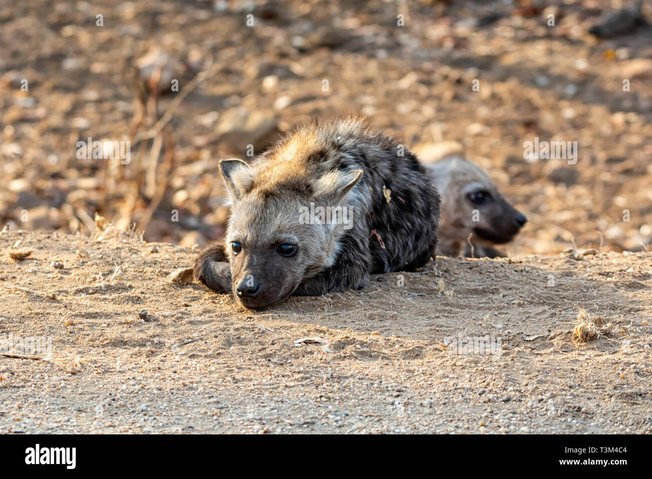 A Spotted Hyena pup in Southern African savanna Stock Photo - Alamy