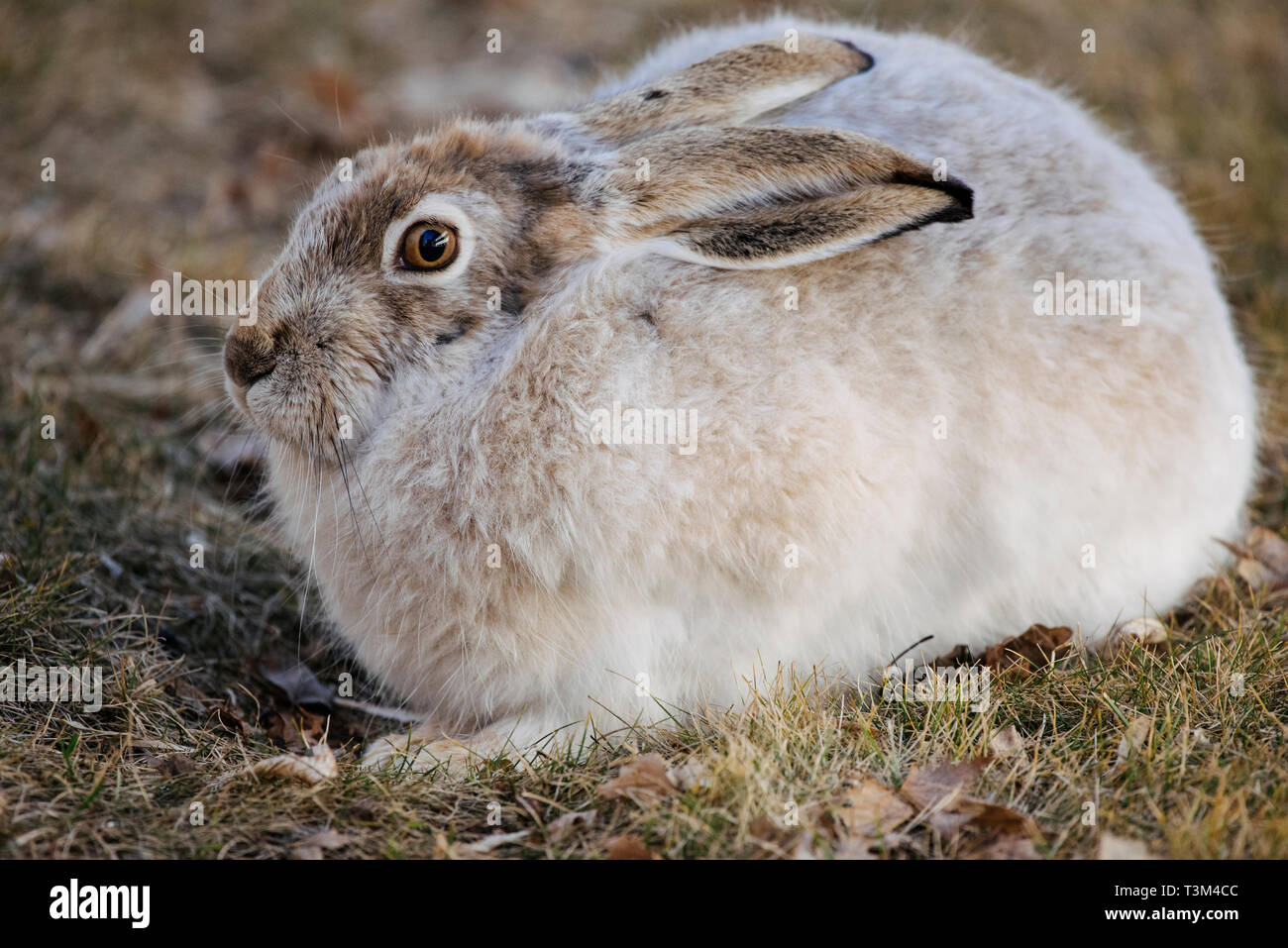 White tailed phase hi-res stock photography and images - Alamy