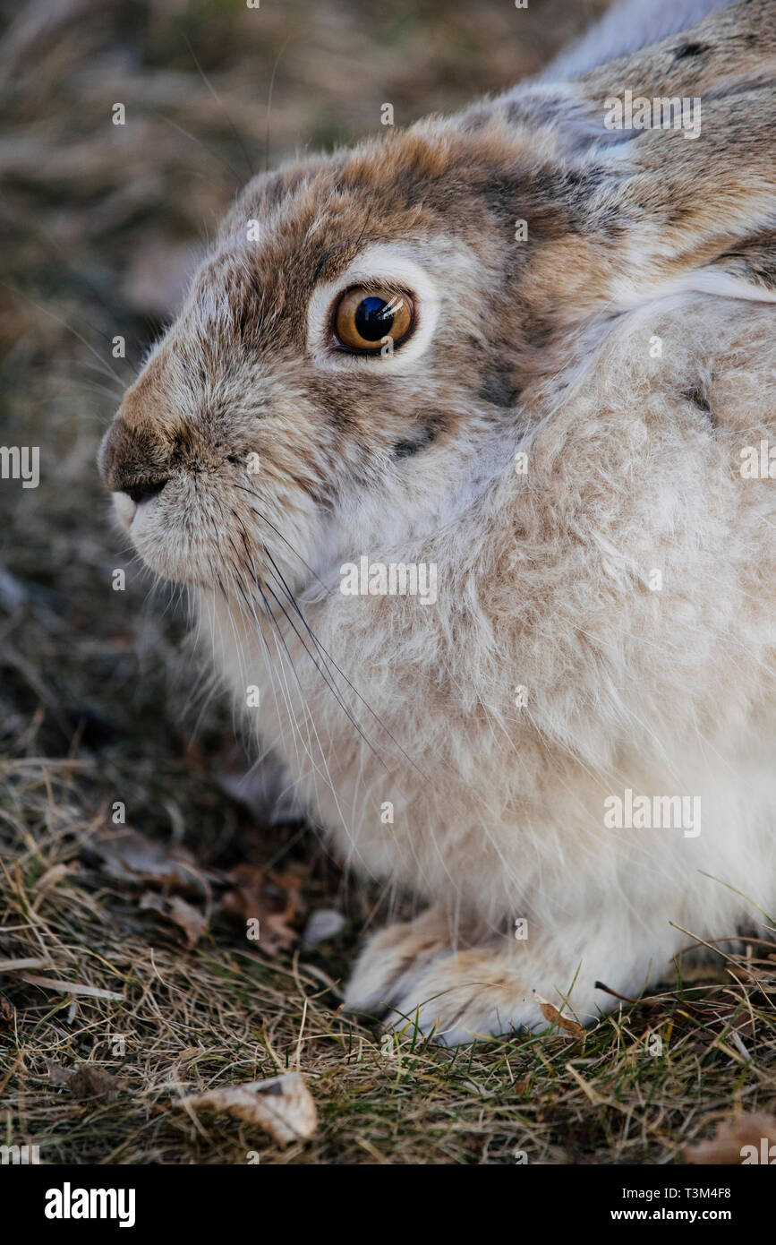 White-tailed Jackrabbit (Lepus townsendii) in Spring brown phase ...