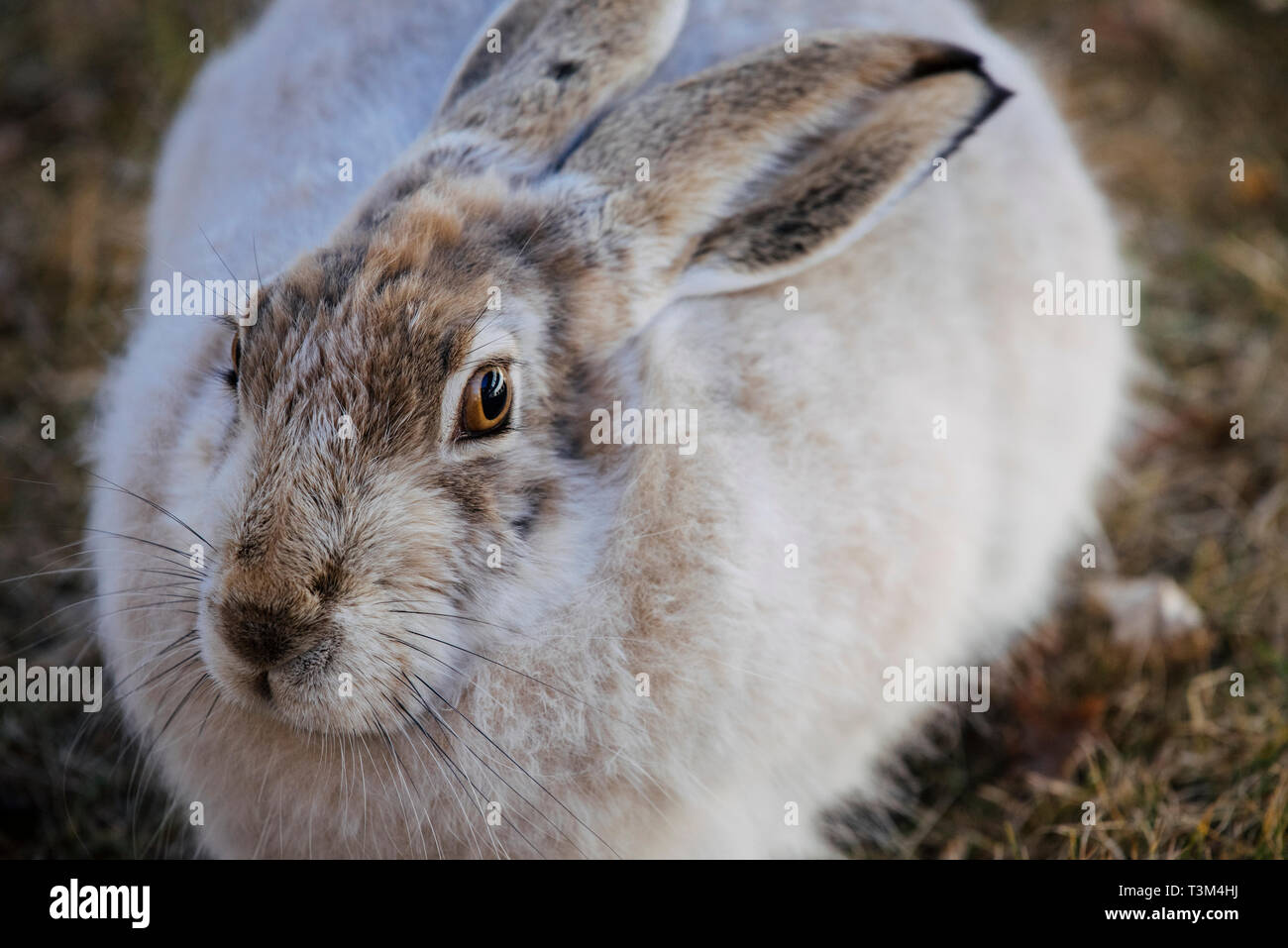 Townsendii High Resolution Stock Photography and Images - Alamy