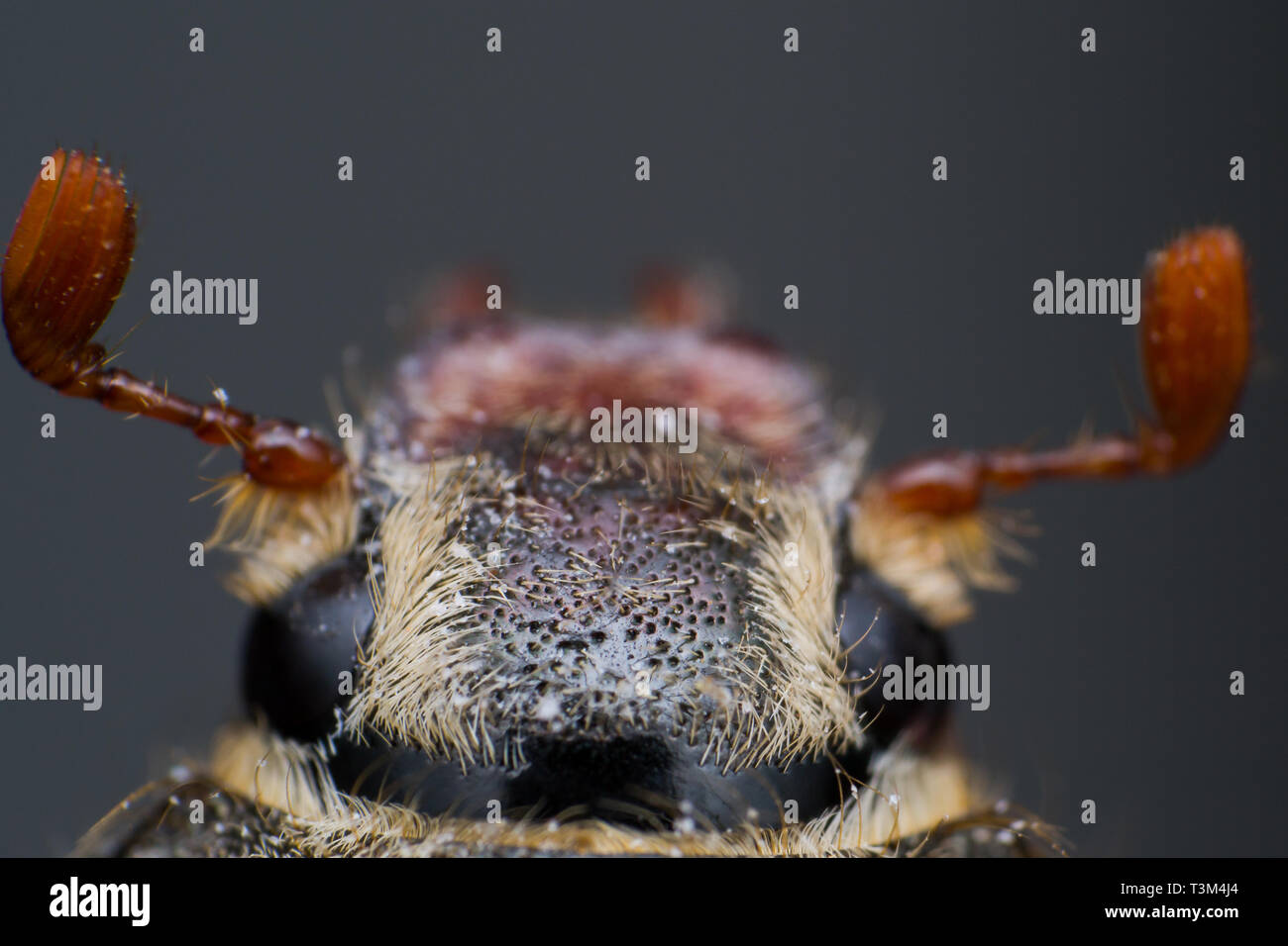Summer chafer or European june beetle, Amphimallon solstitiale Stock ...