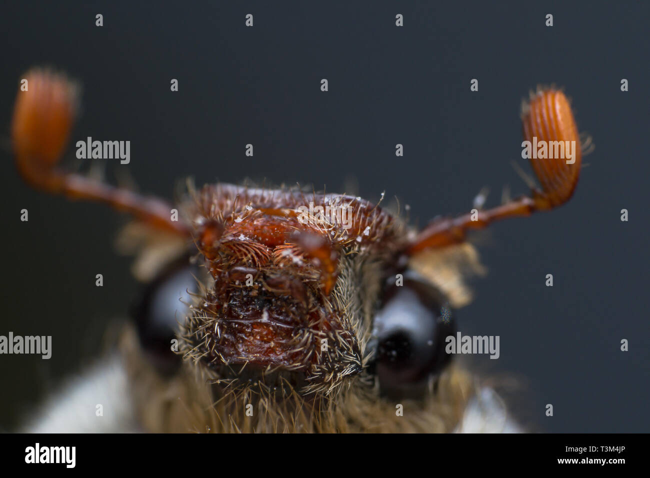 Summer chafer or European june beetle, Amphimallon solstitiale Stock ...