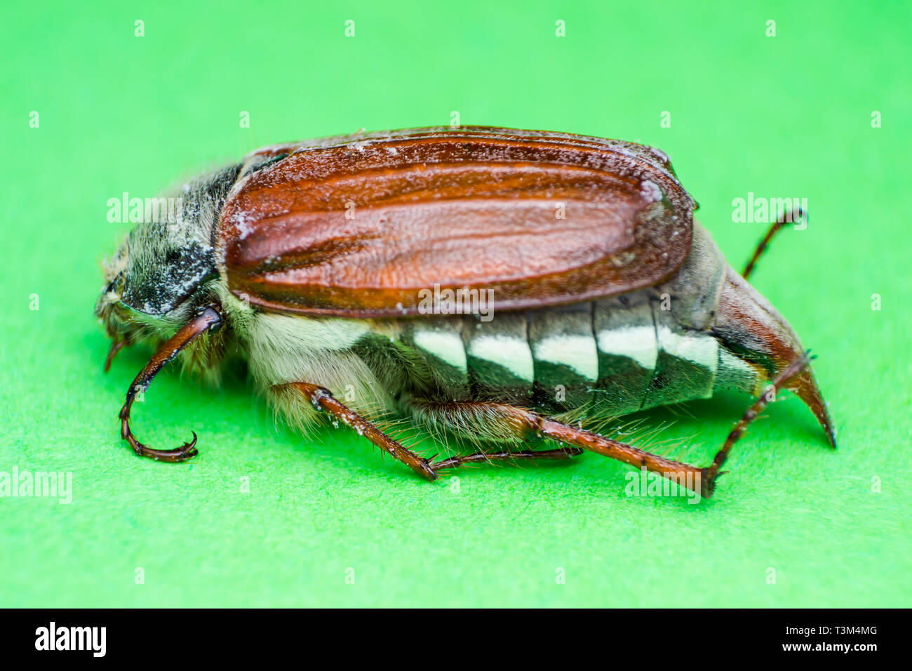 Summer chafer or European june beetle, Amphimallon solstitiale Stock ...