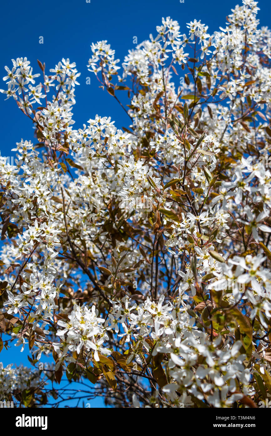 June berry hi-res stock photography and images - Alamy
