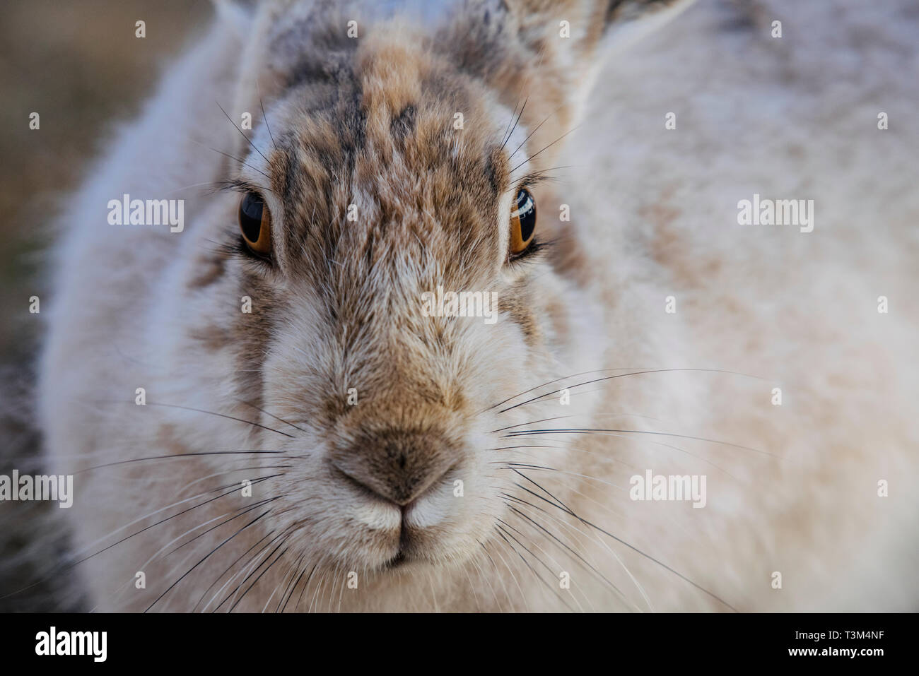 Townsendii High Resolution Stock Photography and Images - Alamy