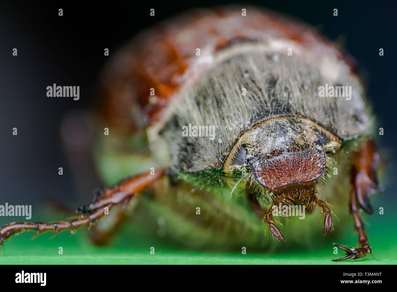Summer chafer or European june beetle, Amphimallon solstitiale Stock ...