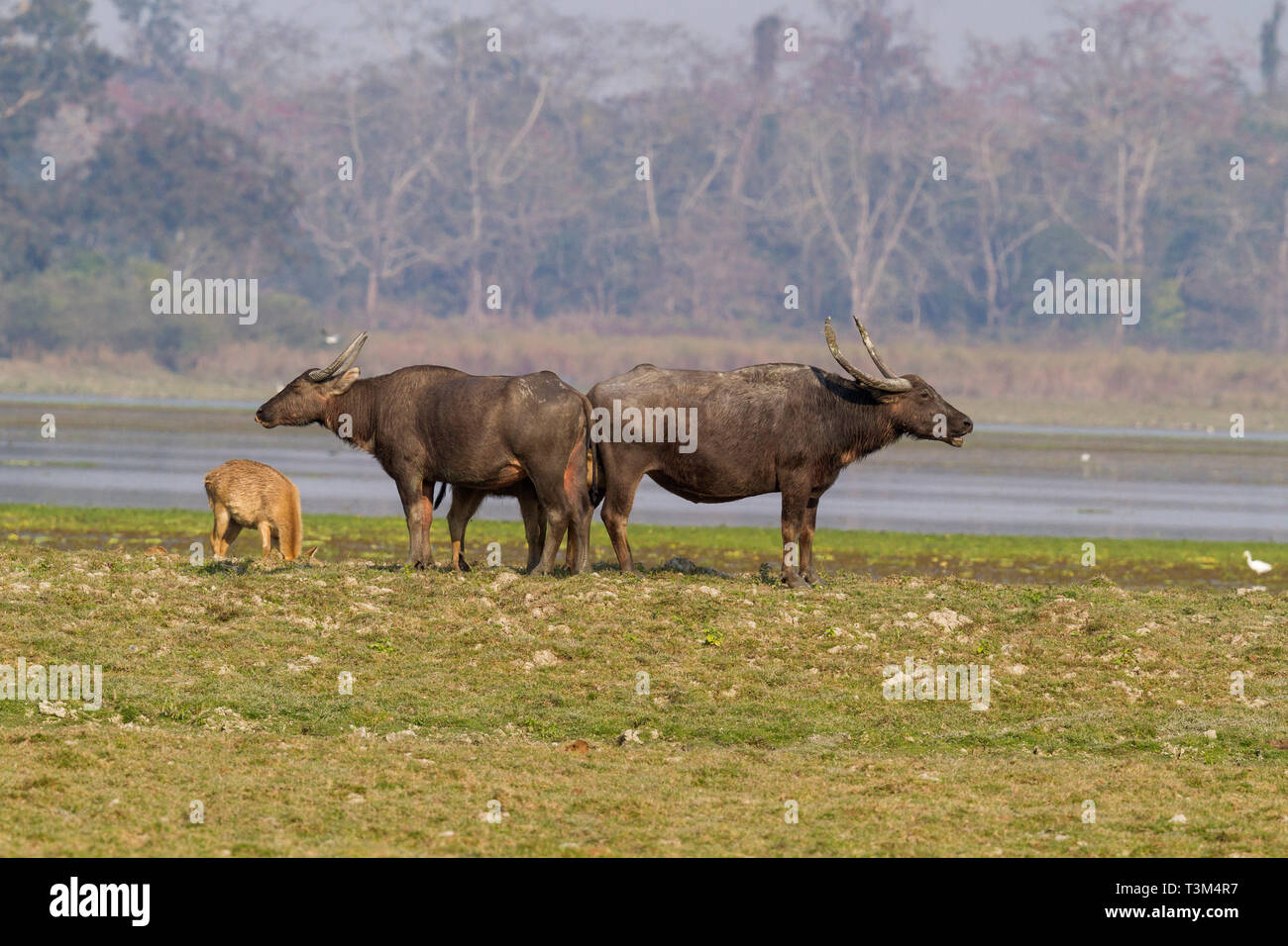 Baby water buffalo hi-res stock photography and images - Alamy
