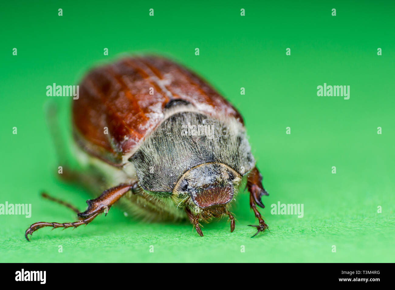 Summer chafer or European june beetle, Amphimallon solstitiale Stock ...