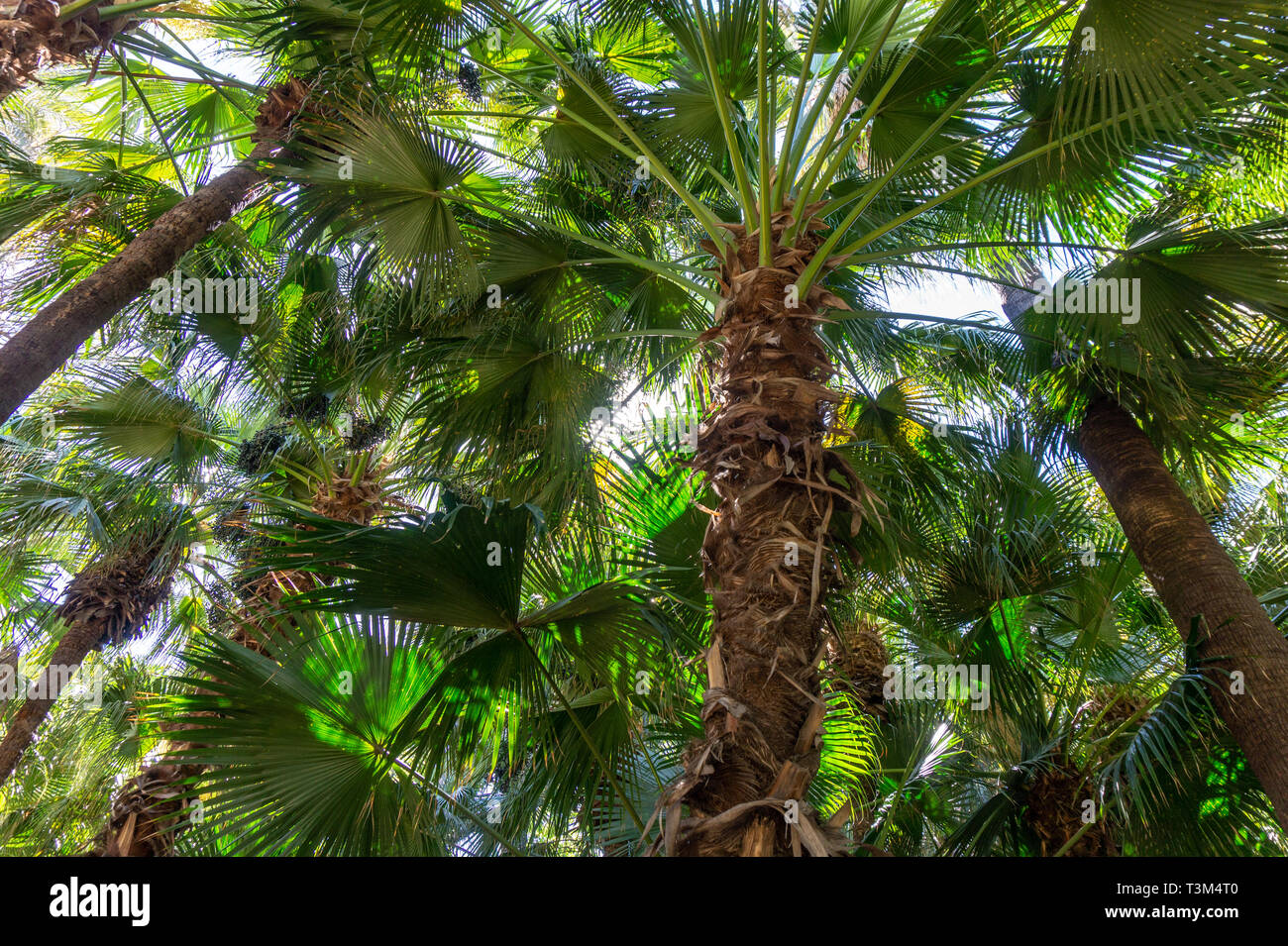 Brahea edulis palm tree jungle forrest background full screen Stock ...