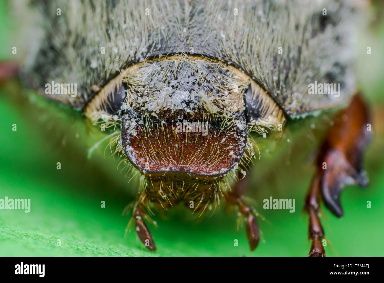 Summer chafer or European june beetle, Amphimallon solstitiale Stock ...