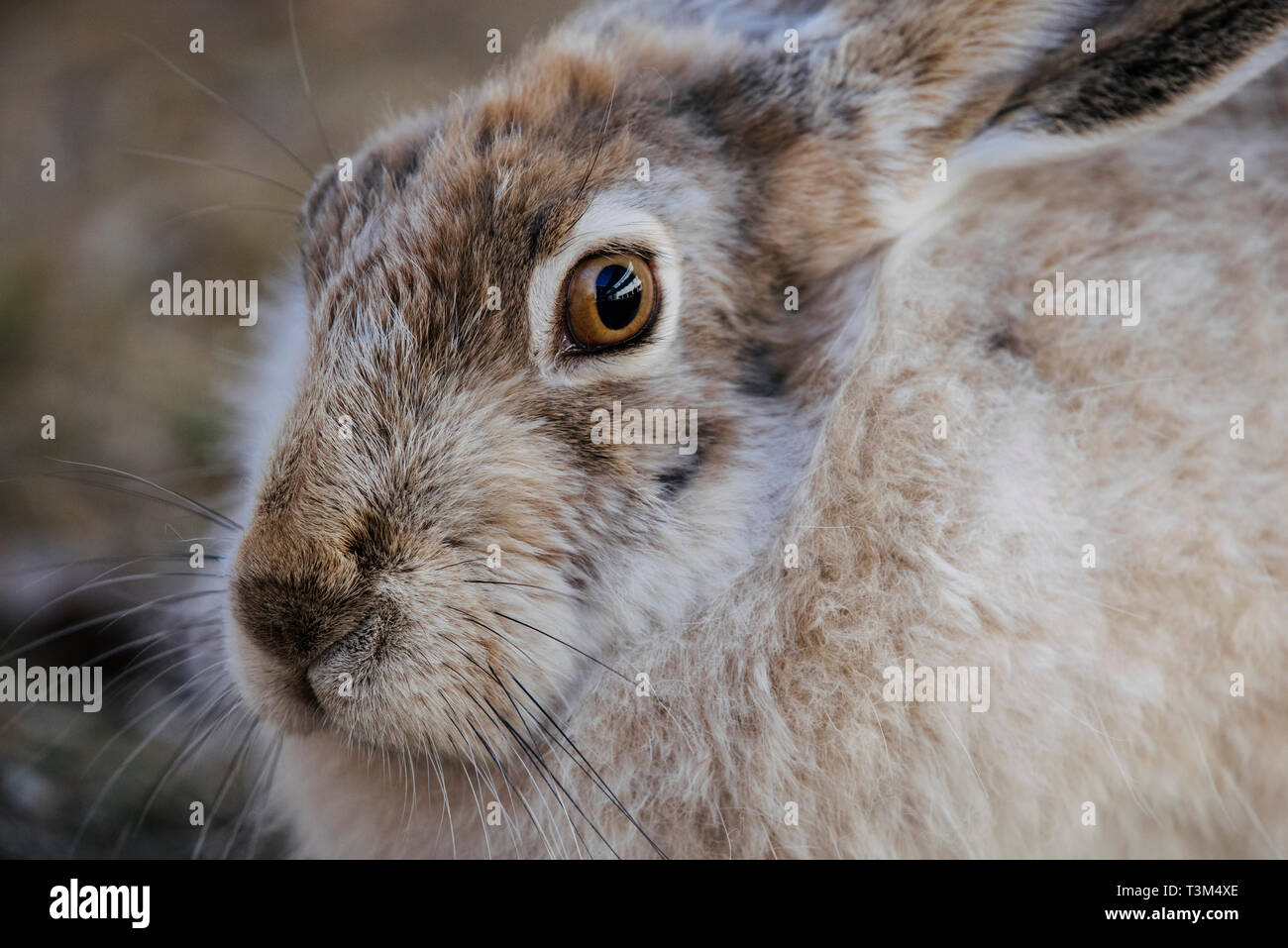 Townsendii High Resolution Stock Photography and Images - Alamy