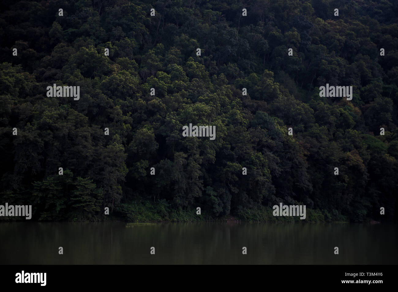 Dense jungle hi-res stock photography and images - Alamy