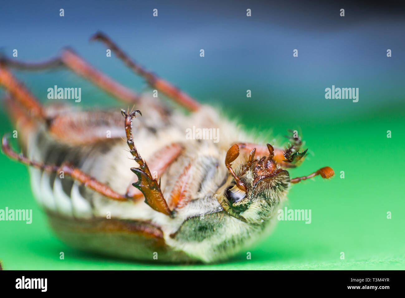 Summer chafer or European june beetle, Amphimallon solstitiale Stock ...