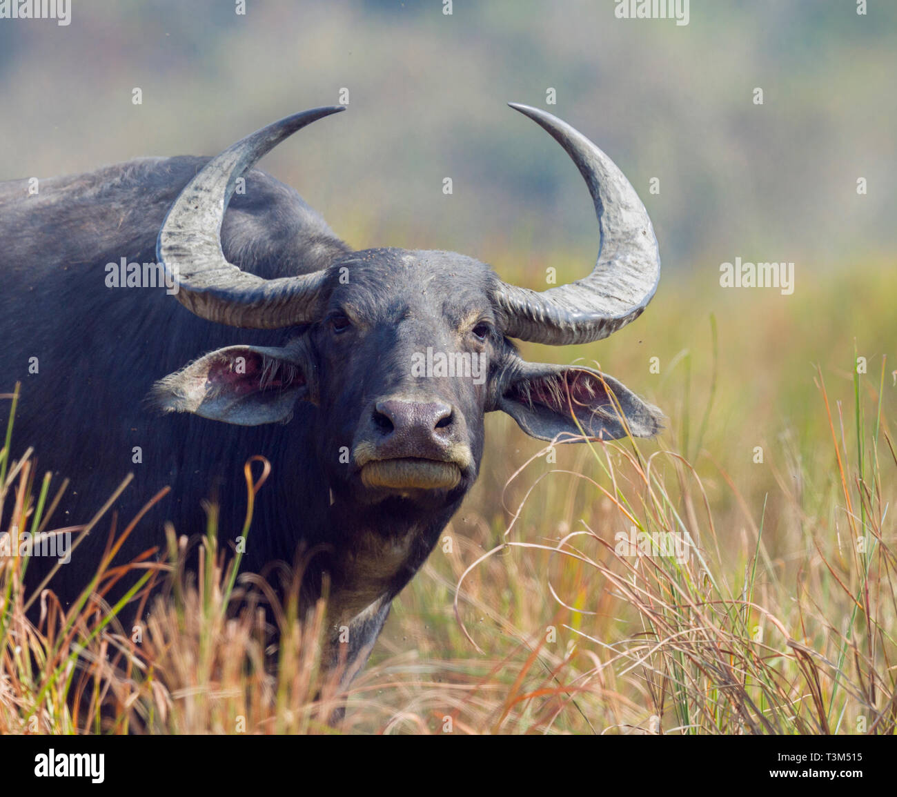 Asian Water Buffalo (Bubalus bubalis) at Kaziranga National Park Assam ...