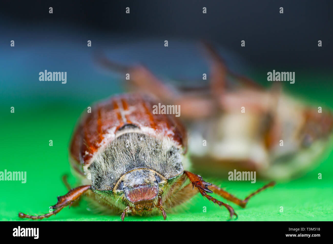 Summer chafer or European june beetle, Amphimallon solstitiale Stock Photo - Alamy