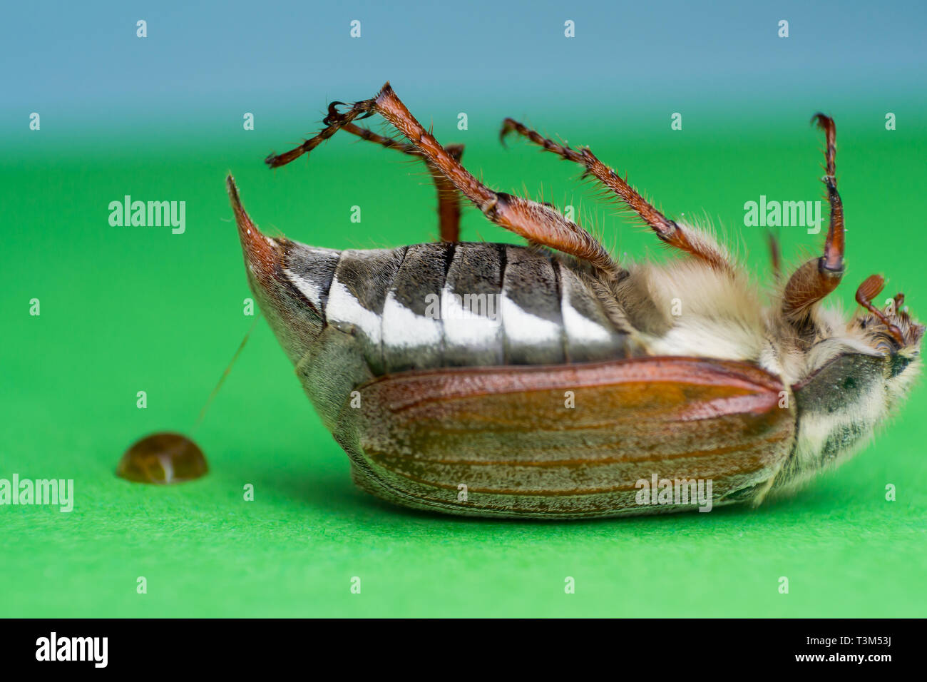 Summer chafer or European june beetle, Amphimallon solstitiale Stock ...