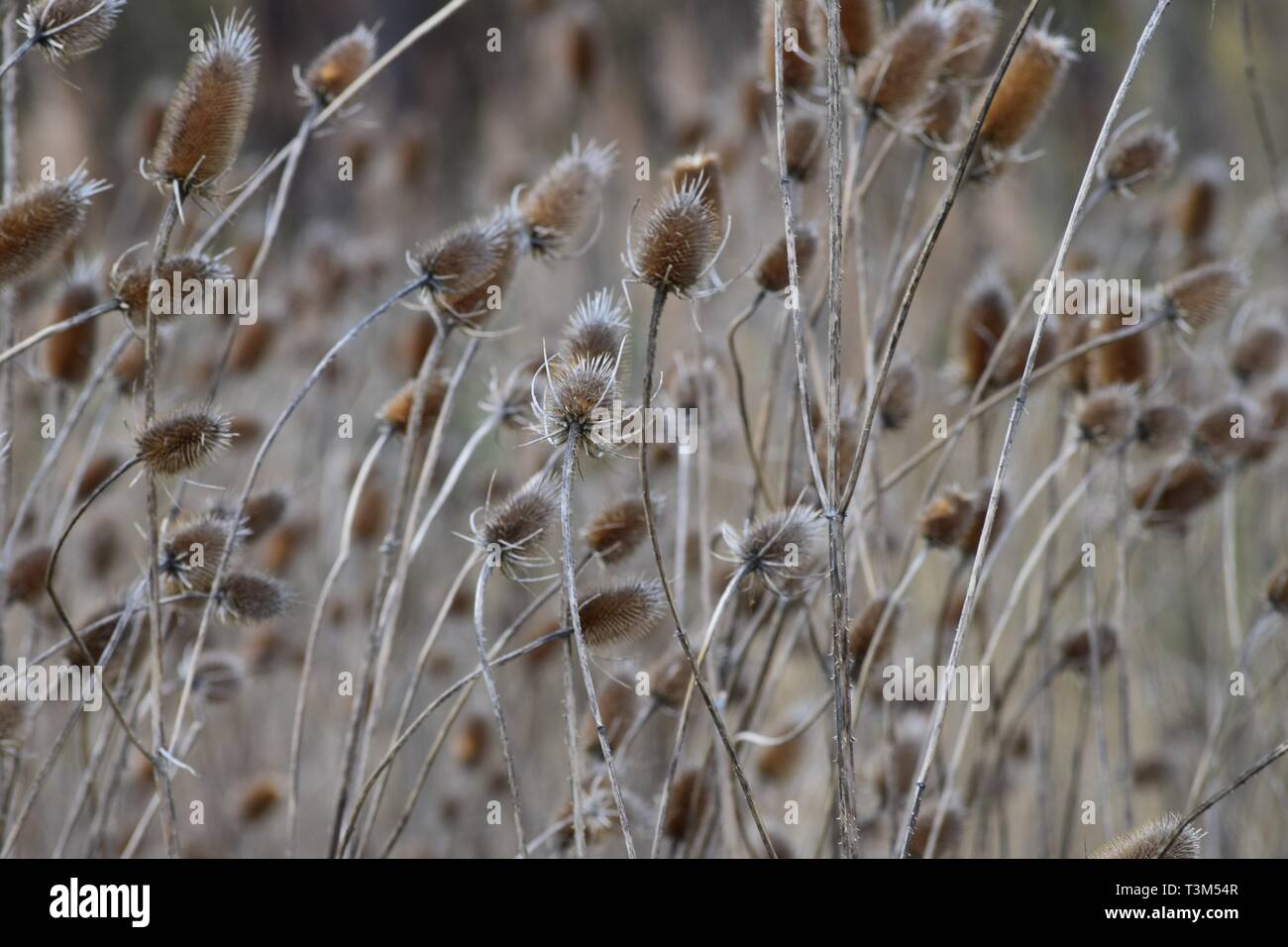 Teasel field hi-res stock photography and images - Alamy