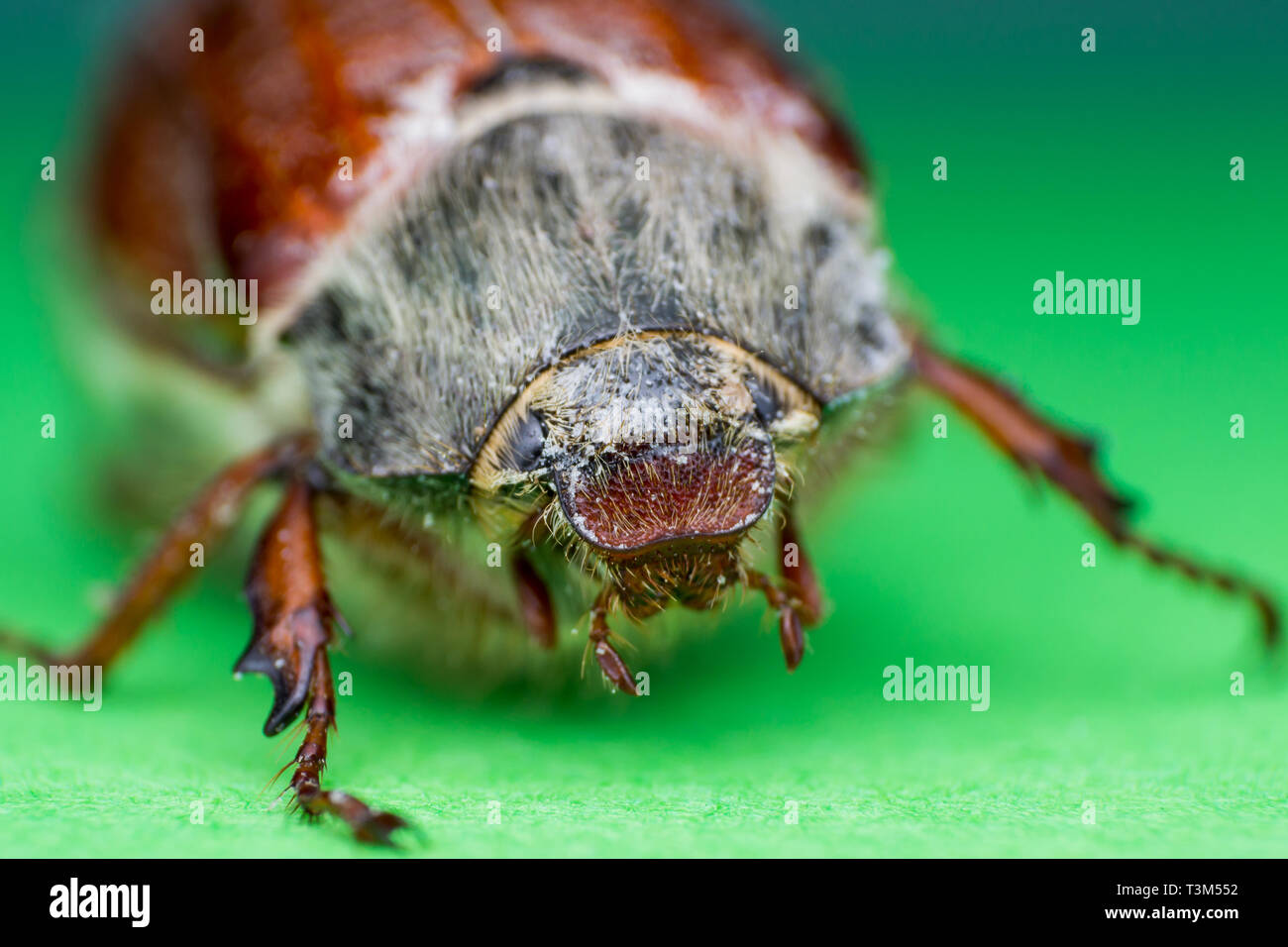 Summer chafer or European june beetle, Amphimallon solstitiale Stock ...