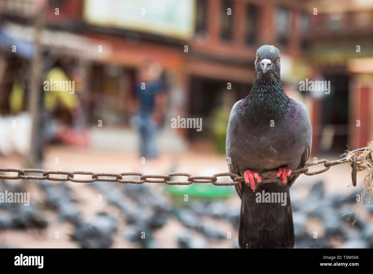 Pigeon looking into camera hi-res stock photography and images - Alamy