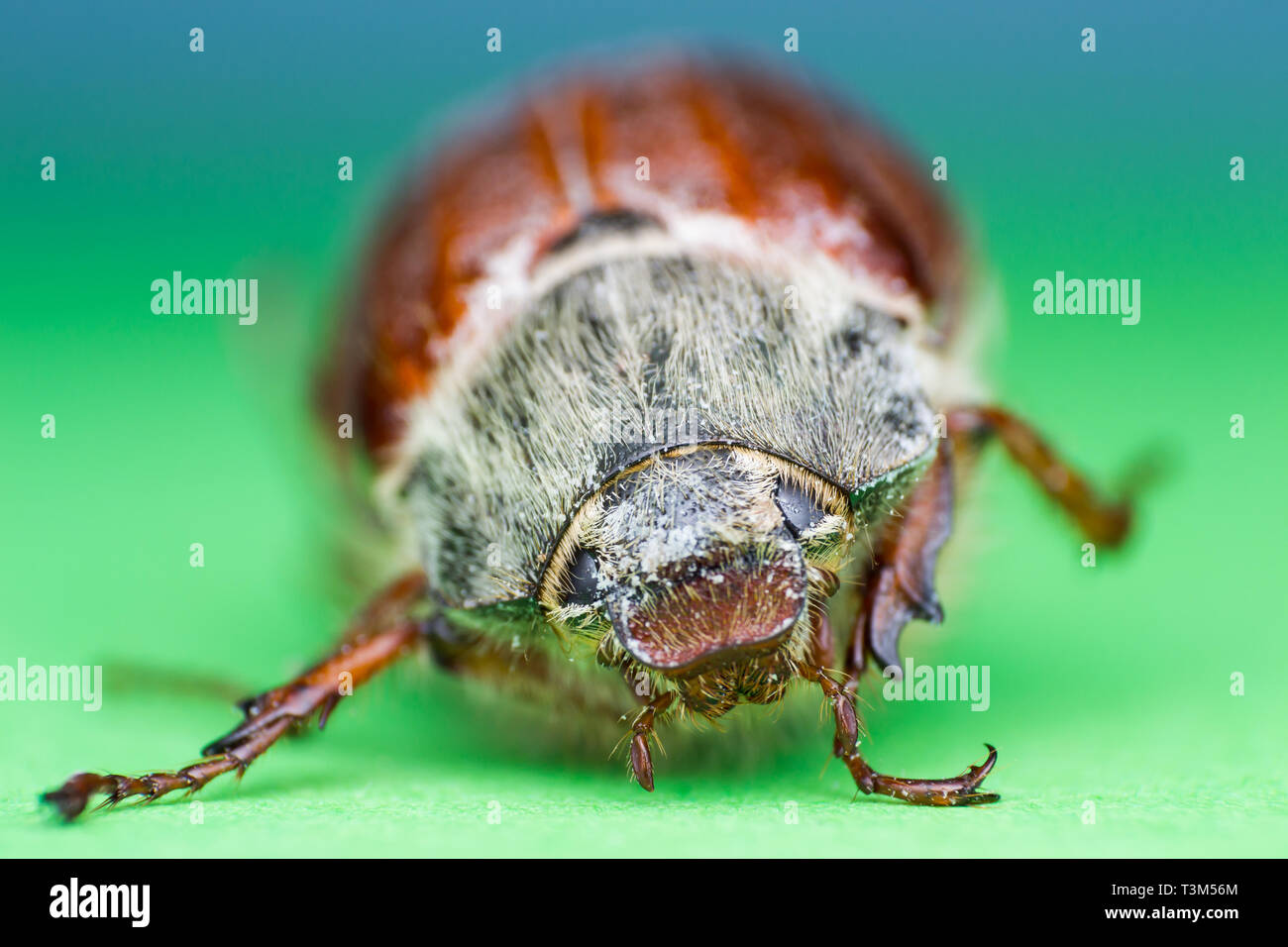 Summer chafer or European june beetle, Amphimallon solstitiale Stock ...