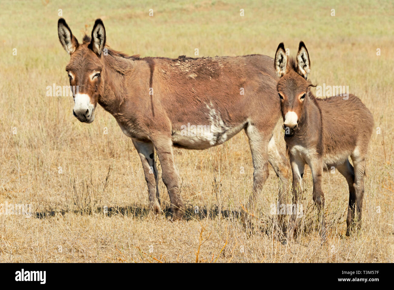 Donkey cub meadow hi-res stock photography and images - Alamy