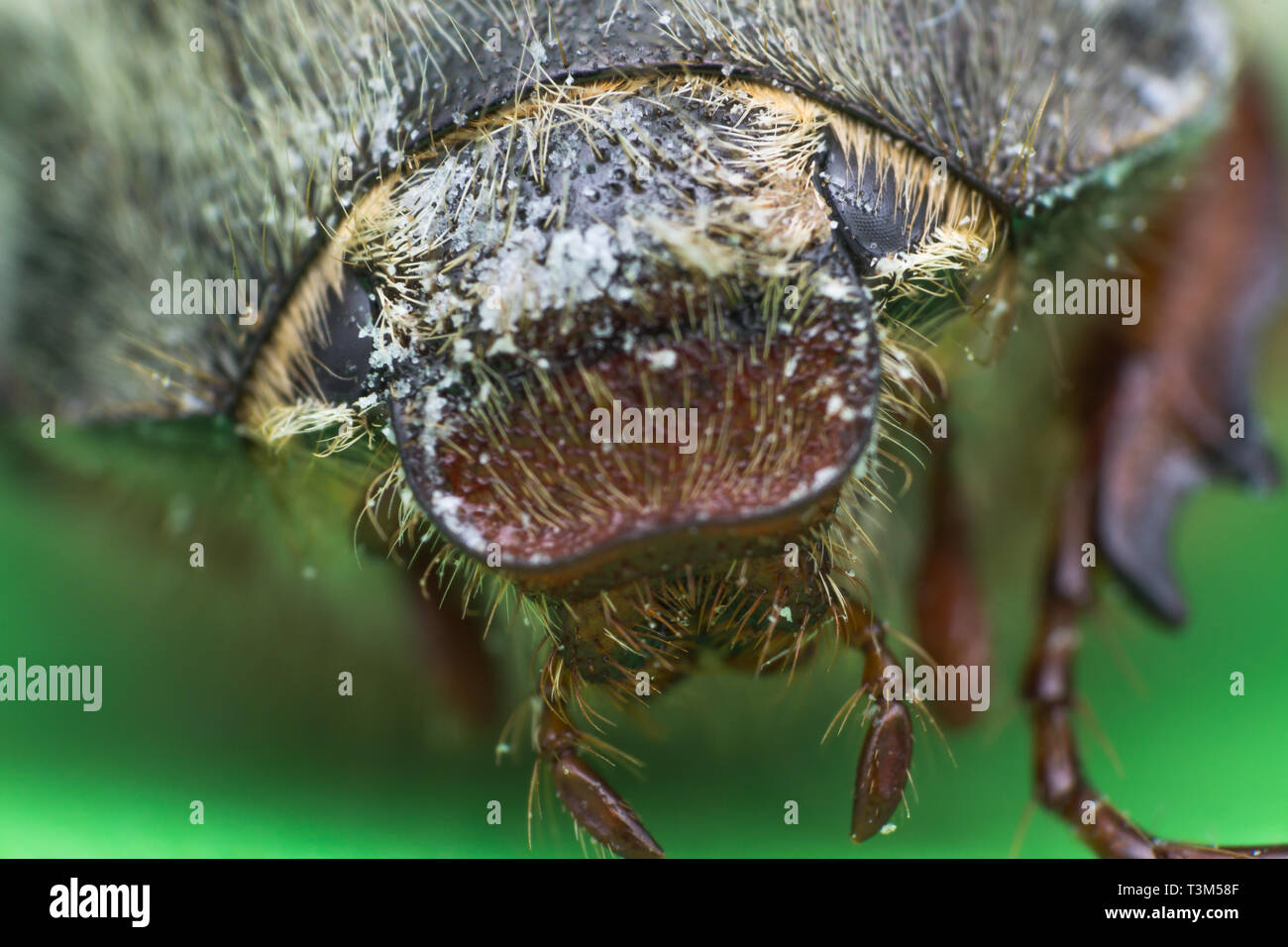 Summer chafer or European june beetle, Amphimallon solstitiale Stock ...